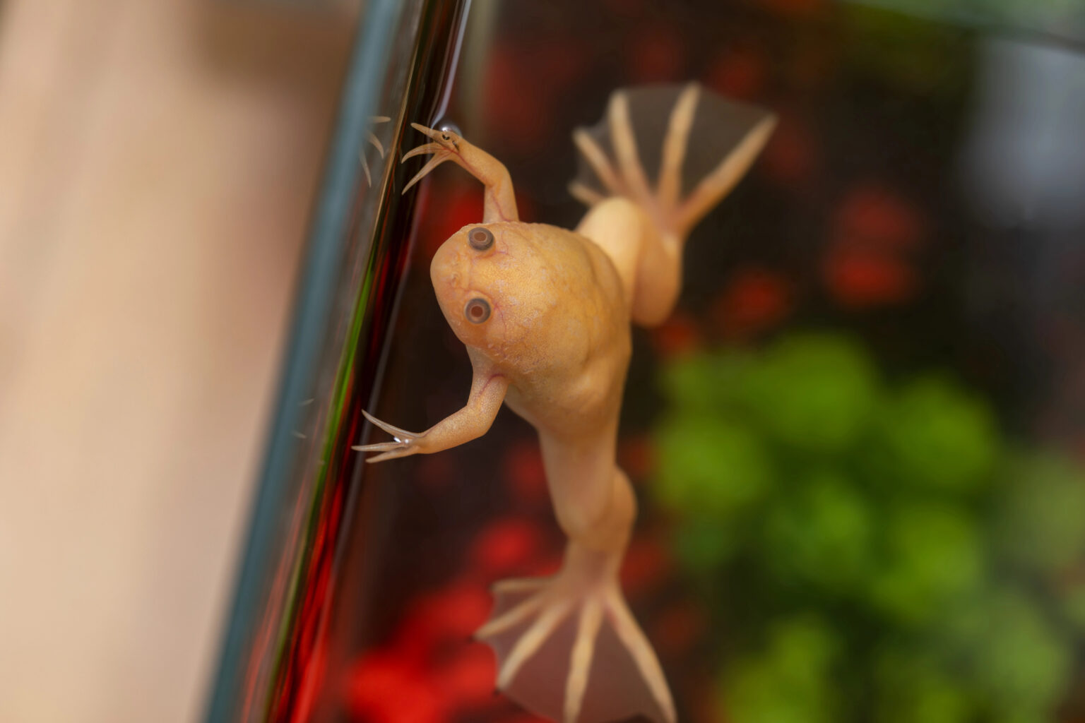 Don’t Let Your Frog Eat Your Fish: 5 Possible Tank Mates for African ...