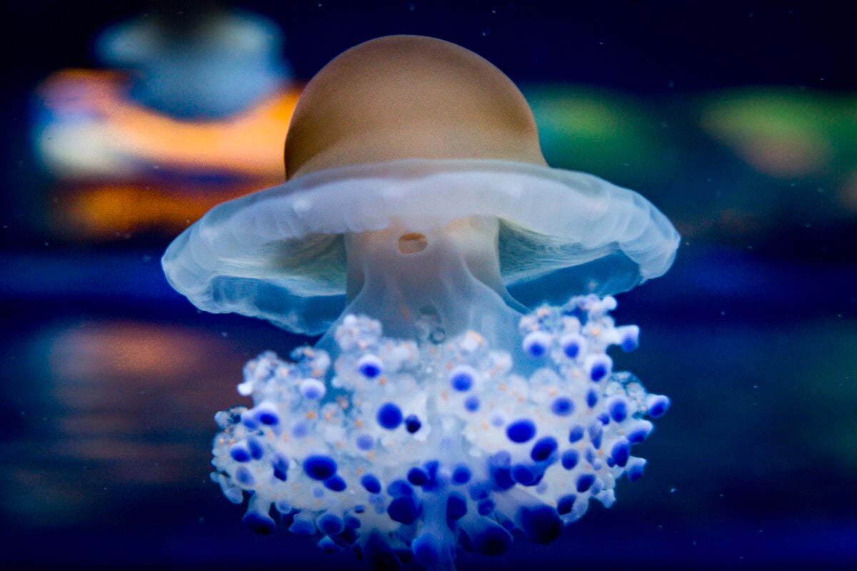 100+ Best Jelly Fish Names -The Ultimate List | FishLab