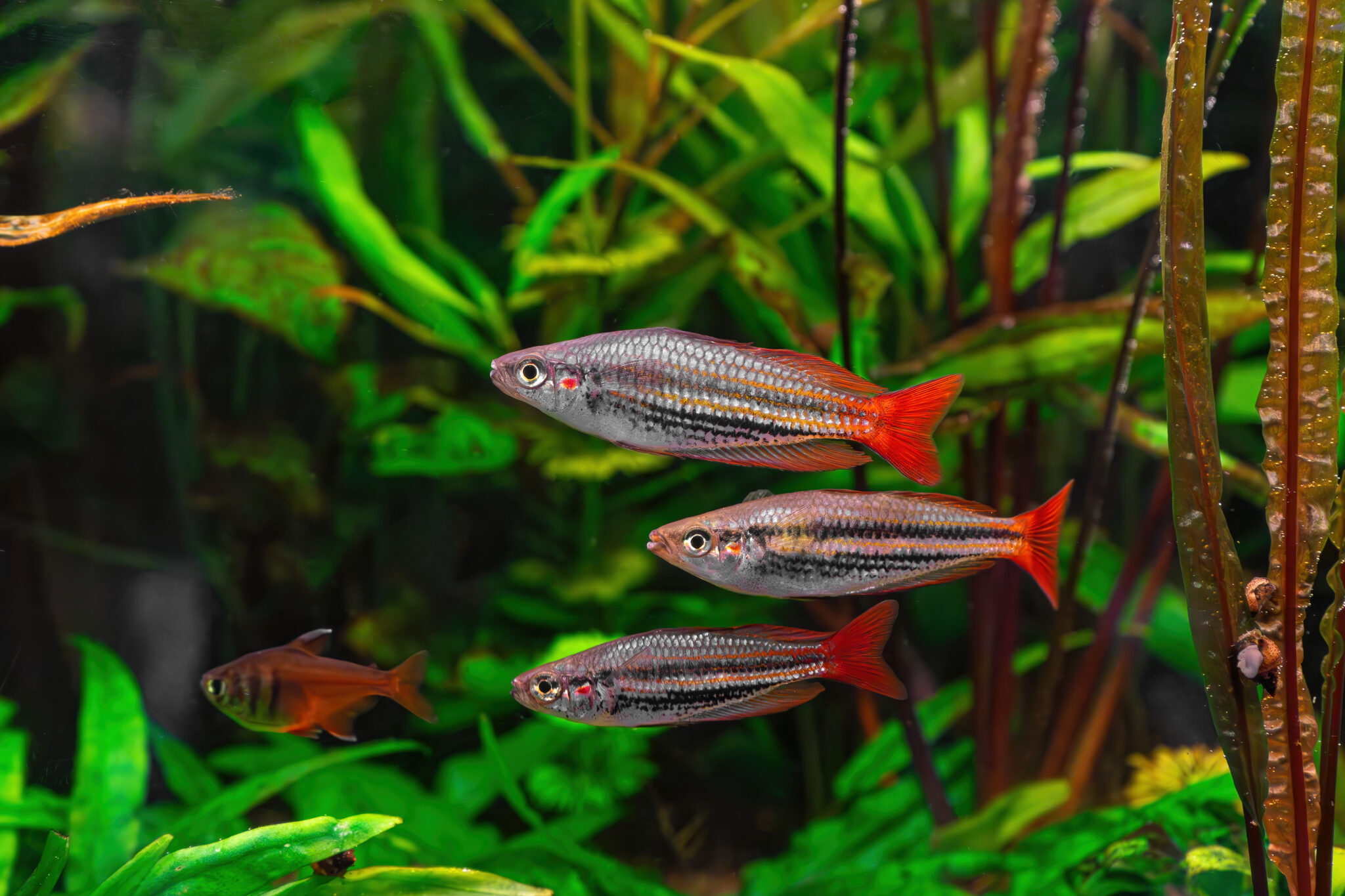 100+ Best Rainbow Fish Names - The Ultimate Guide | FishLab