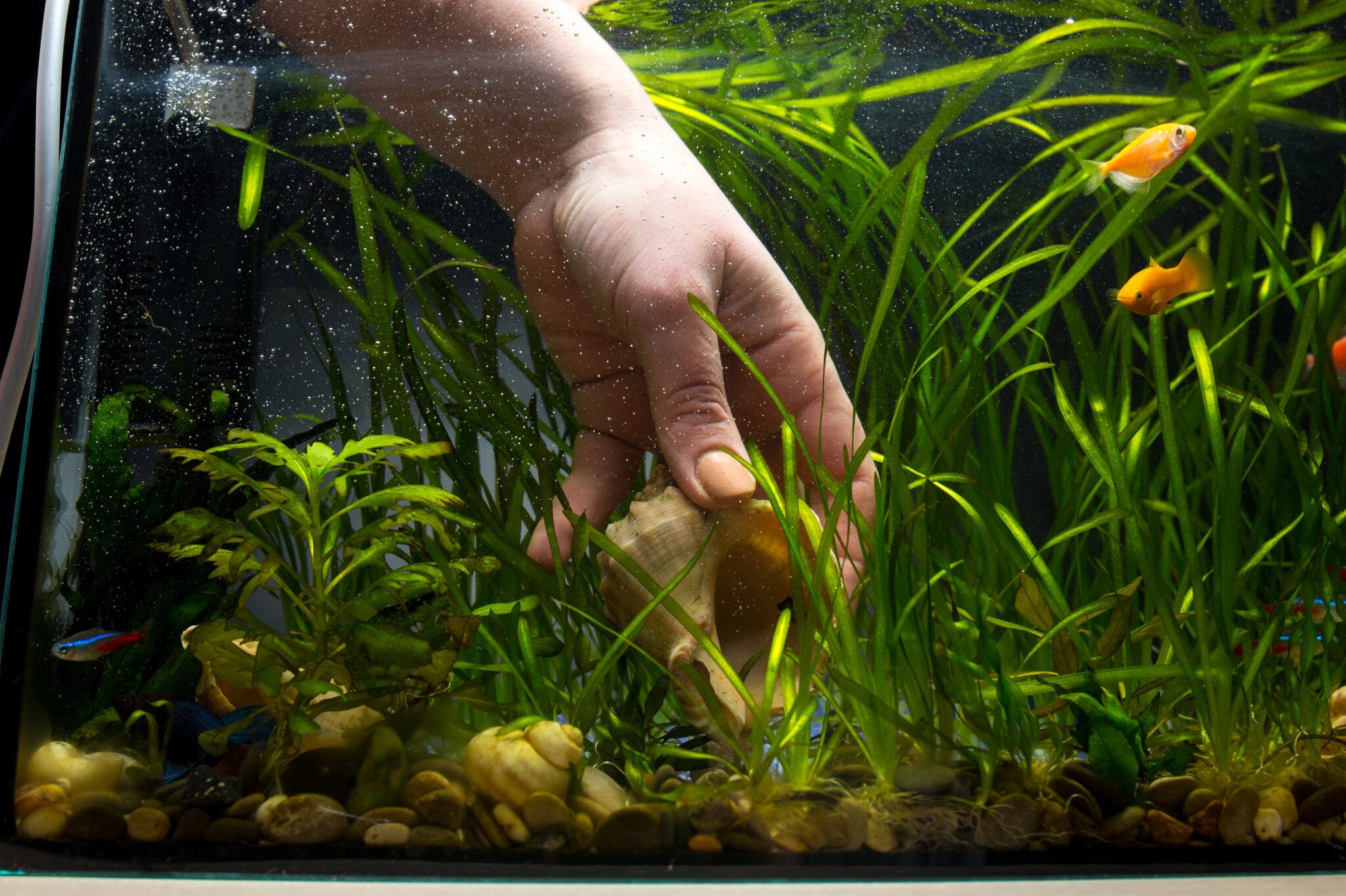 Aquarium-Safe Paint: The 3 Brands That Won’t Kill Your Fish (But ...