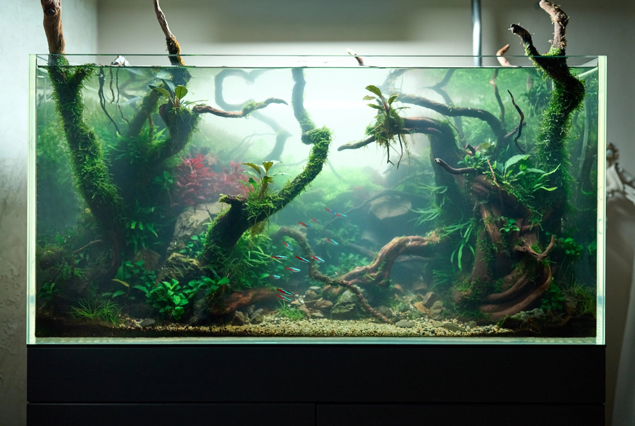 Aquarium-Safe Paint: The 3 Brands That Won’t Kill Your Fish (But ...