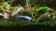 The Ultimate Guide To Algae Control: Why Algae Keeps Coming Back (And ...