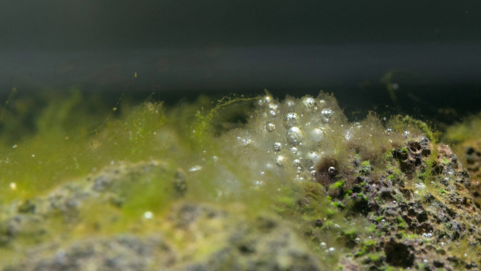 The Ultimate Guide To Algae Control: Why Algae Keeps Coming Back (And ...