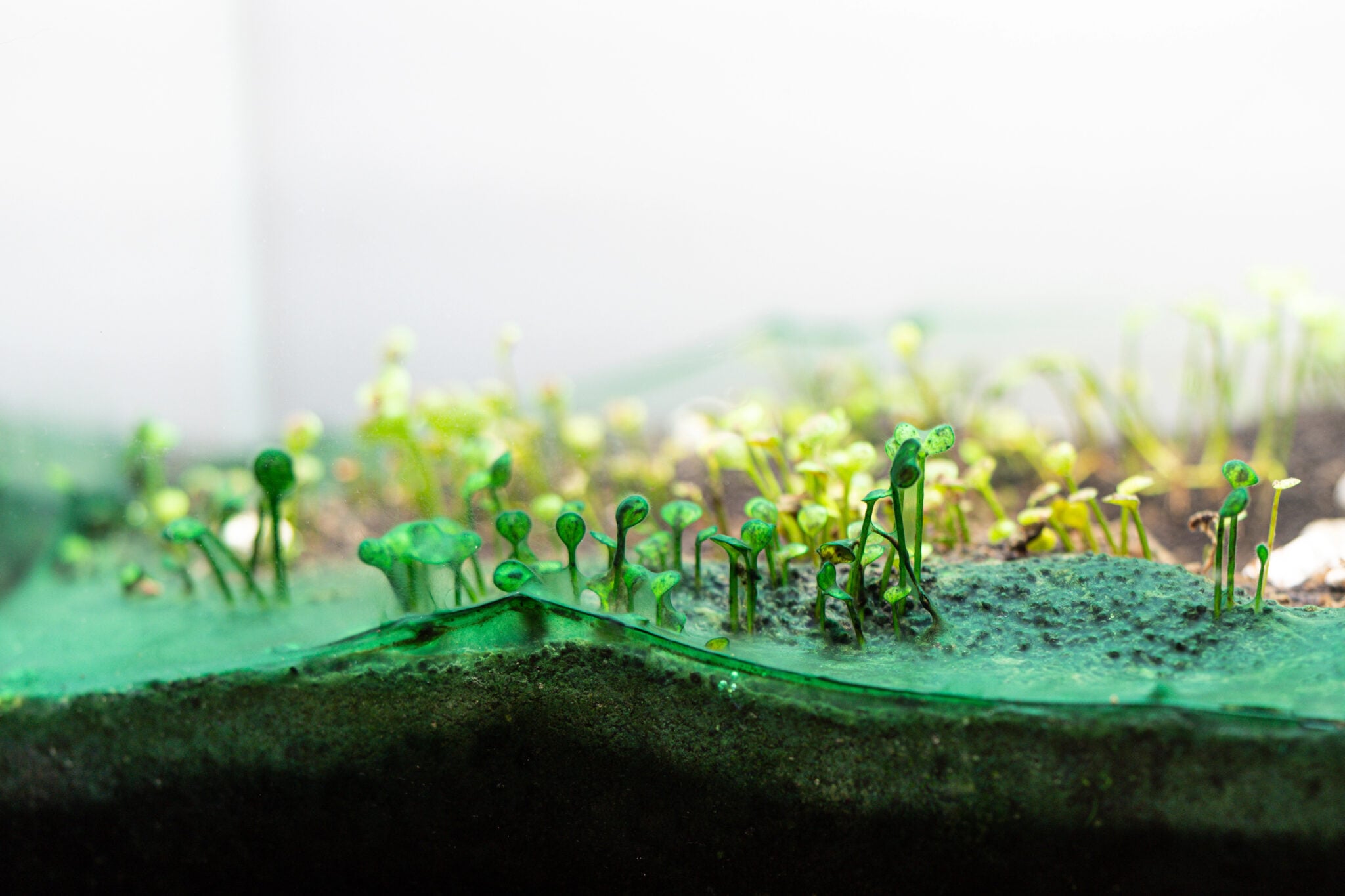 The Ultimate Guide To Algae Control: Why Algae Keeps Coming Back (And ...