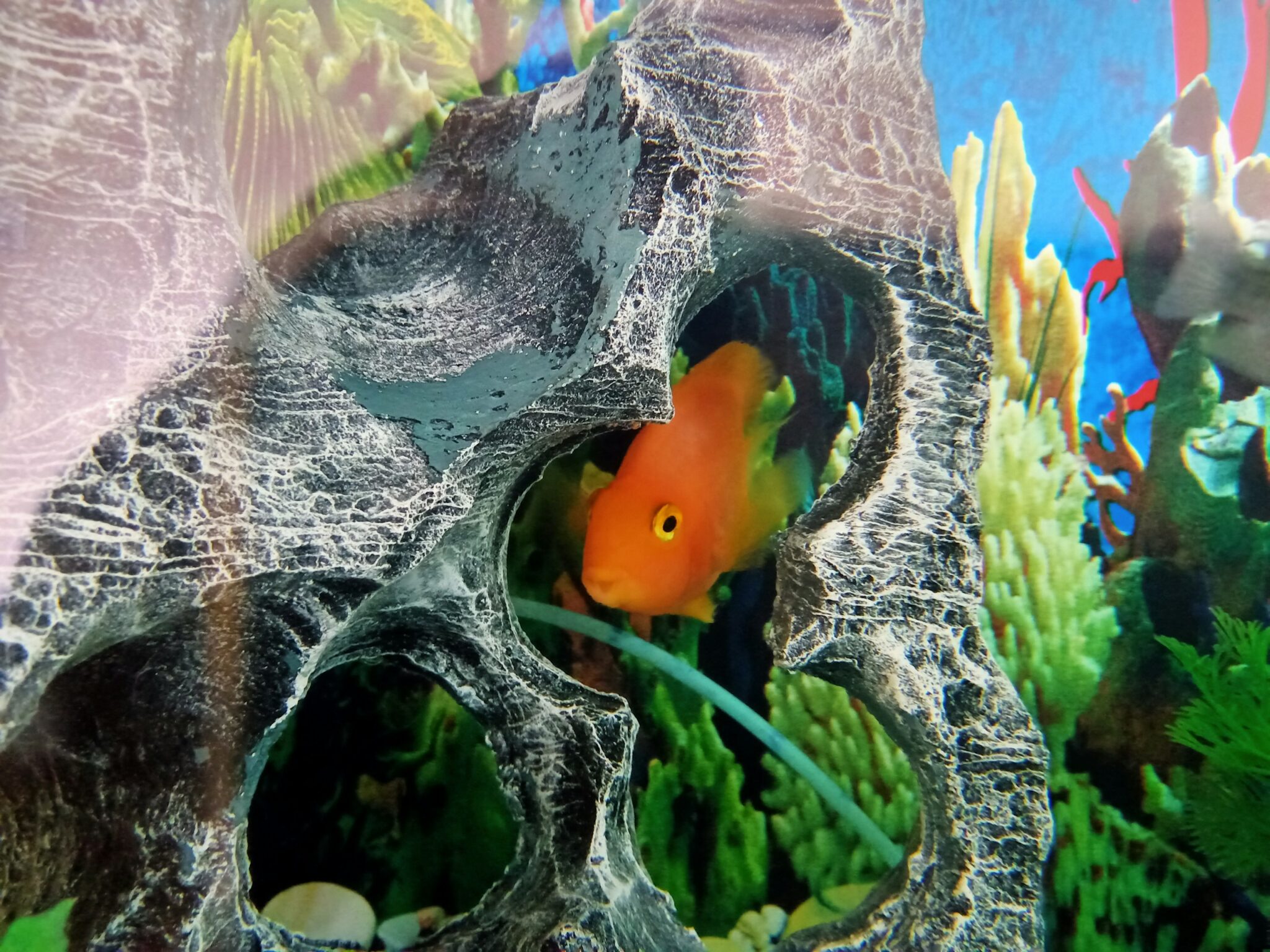 Aquarium-Safe Paint: The 3 Brands That Won’t Kill Your Fish (But ...