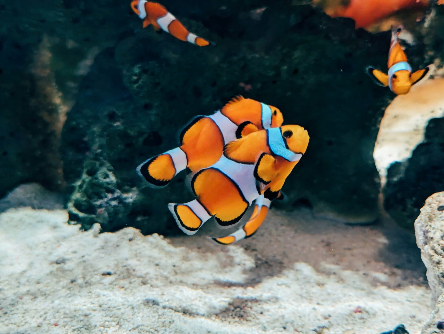 Clownfish Tank Mates: 13 Safe Choices For Beginners And Experts | FishLab