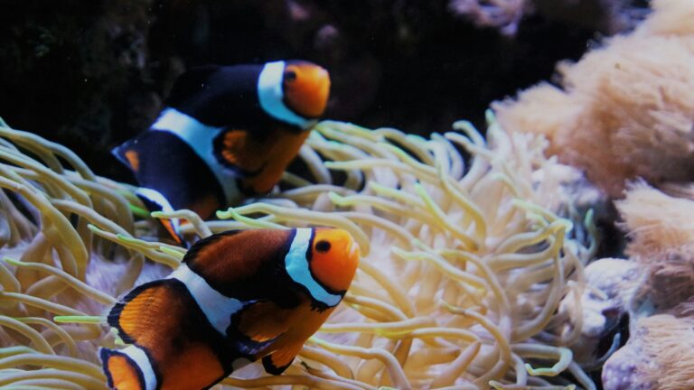 Clownfish Tank Mates: 13 Safe Choices For Beginners And Experts | FishLab