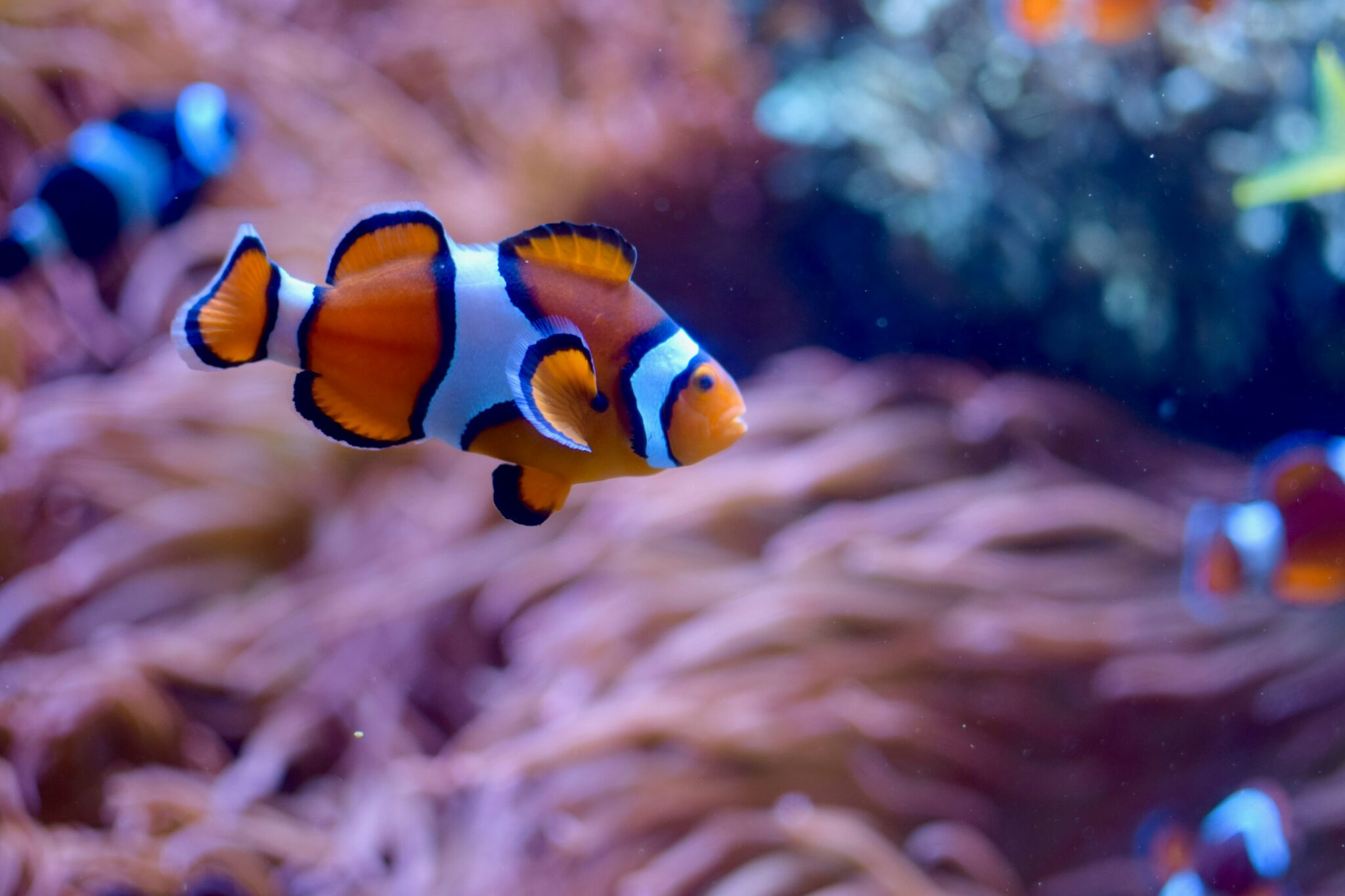 Clownfish Tank Mates: 13 Safe Choices For Beginners And Experts | FishLab